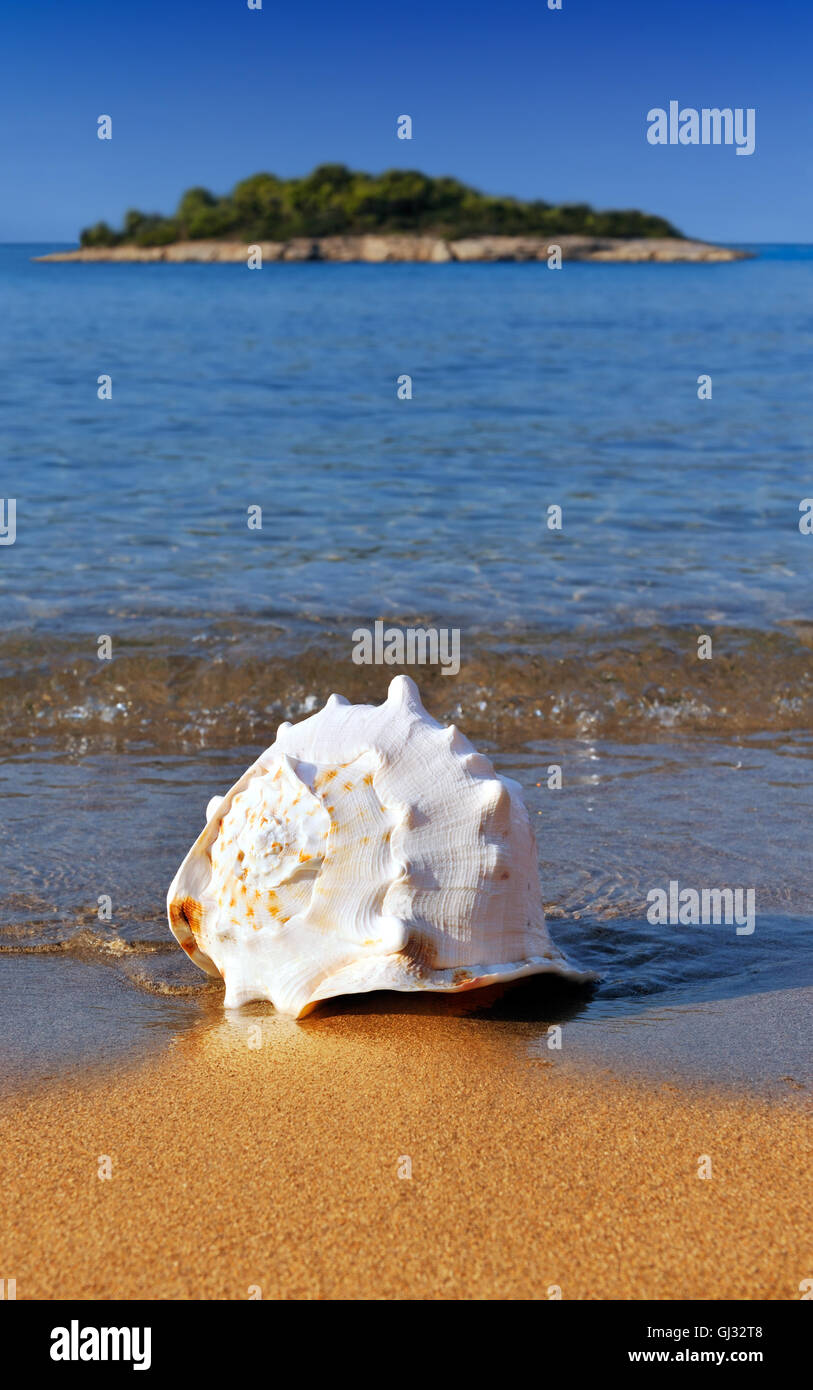 Seashell on Mediterranean beach Stock Photo - Alamy
