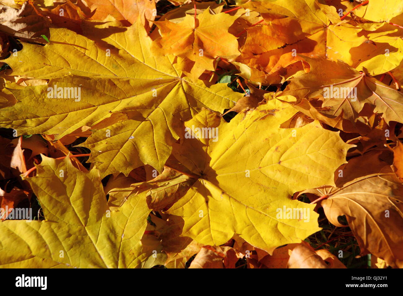 autumn maple leaves Stock Photo - Alamy