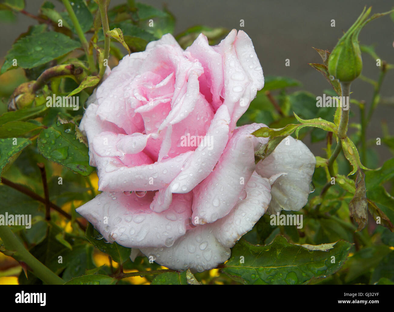 wet pink rose Stock Photo - Alamy