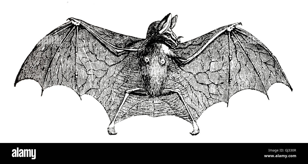 Bat, Bats, Vampire Bat Stock Photo - Alamy