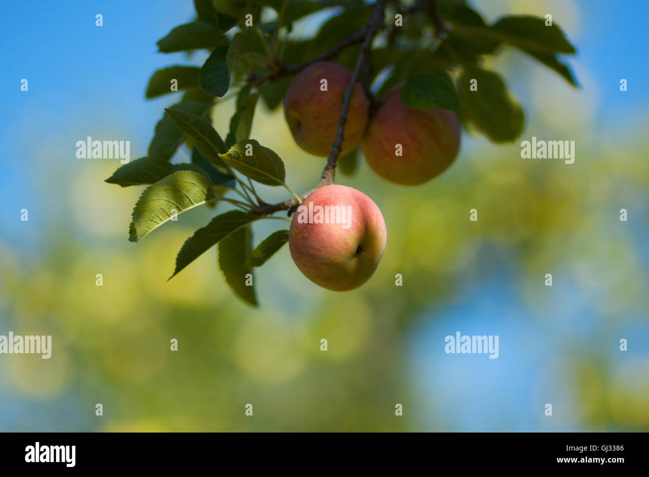 Red apple on branch Stock Photo - Alamy