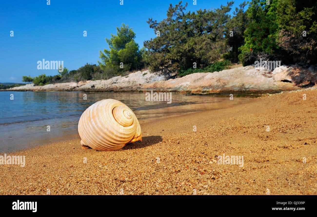 Seashell on a sandy beach in the Mediterranean Stock Photo - Alamy