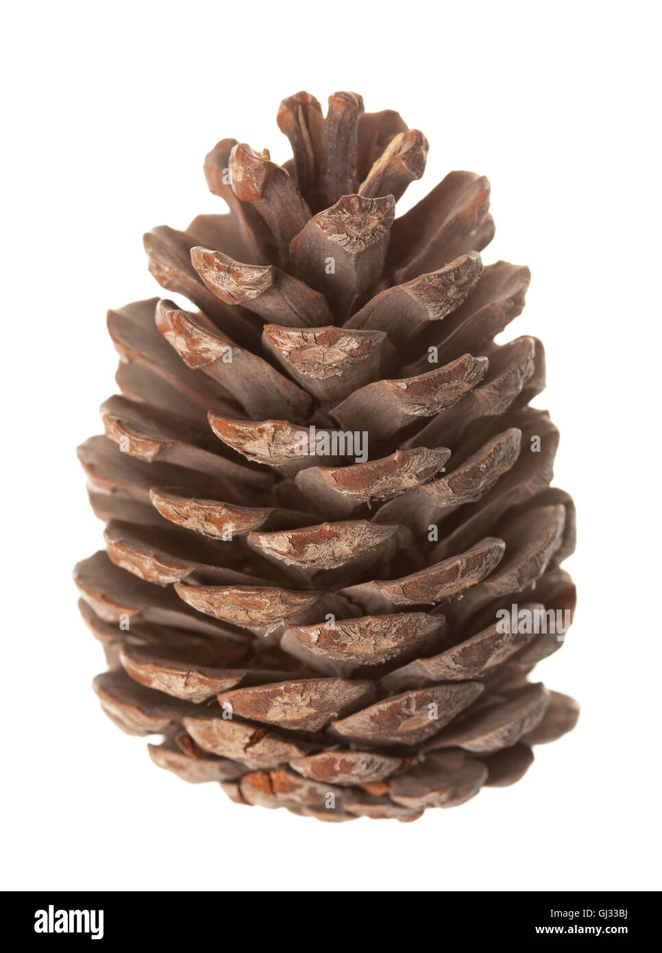 Vegetation cone hi-res stock photography and images - Alamy