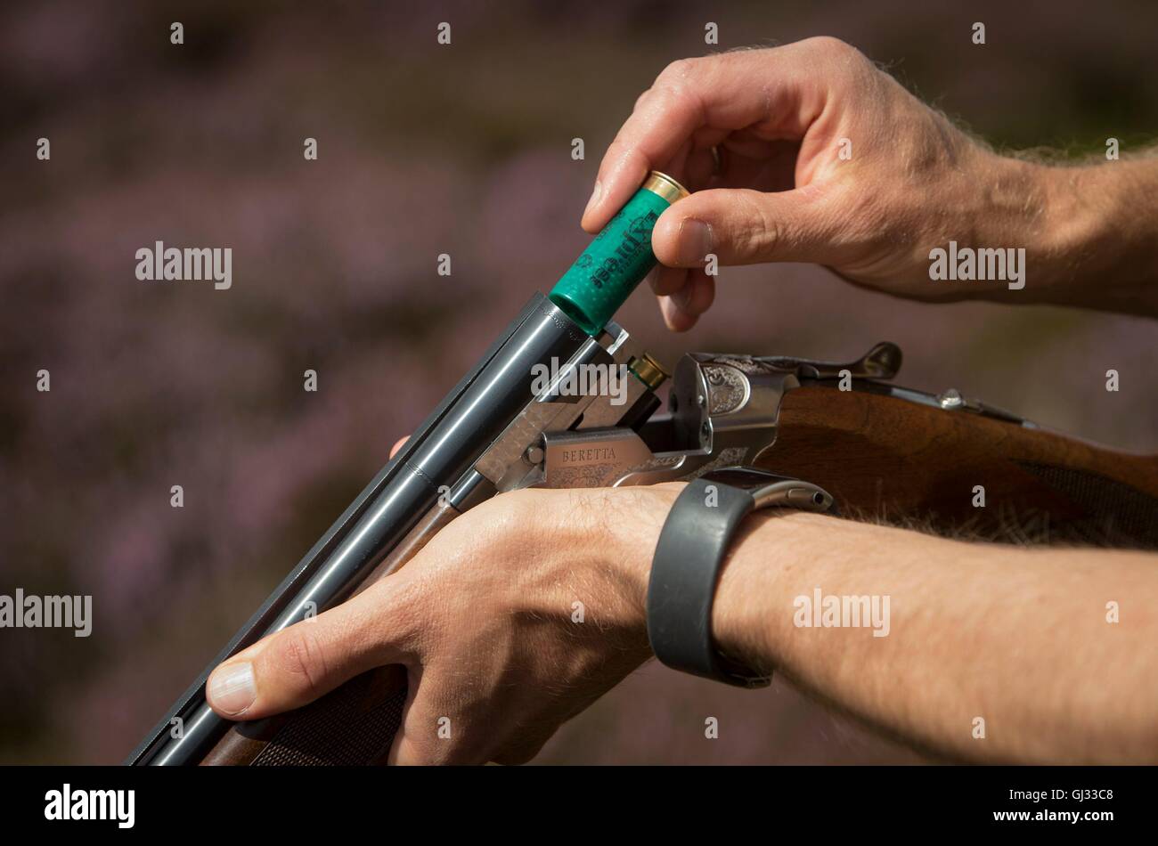 The start of the grouse shooting season gets underway on Spaunton Moor ...
