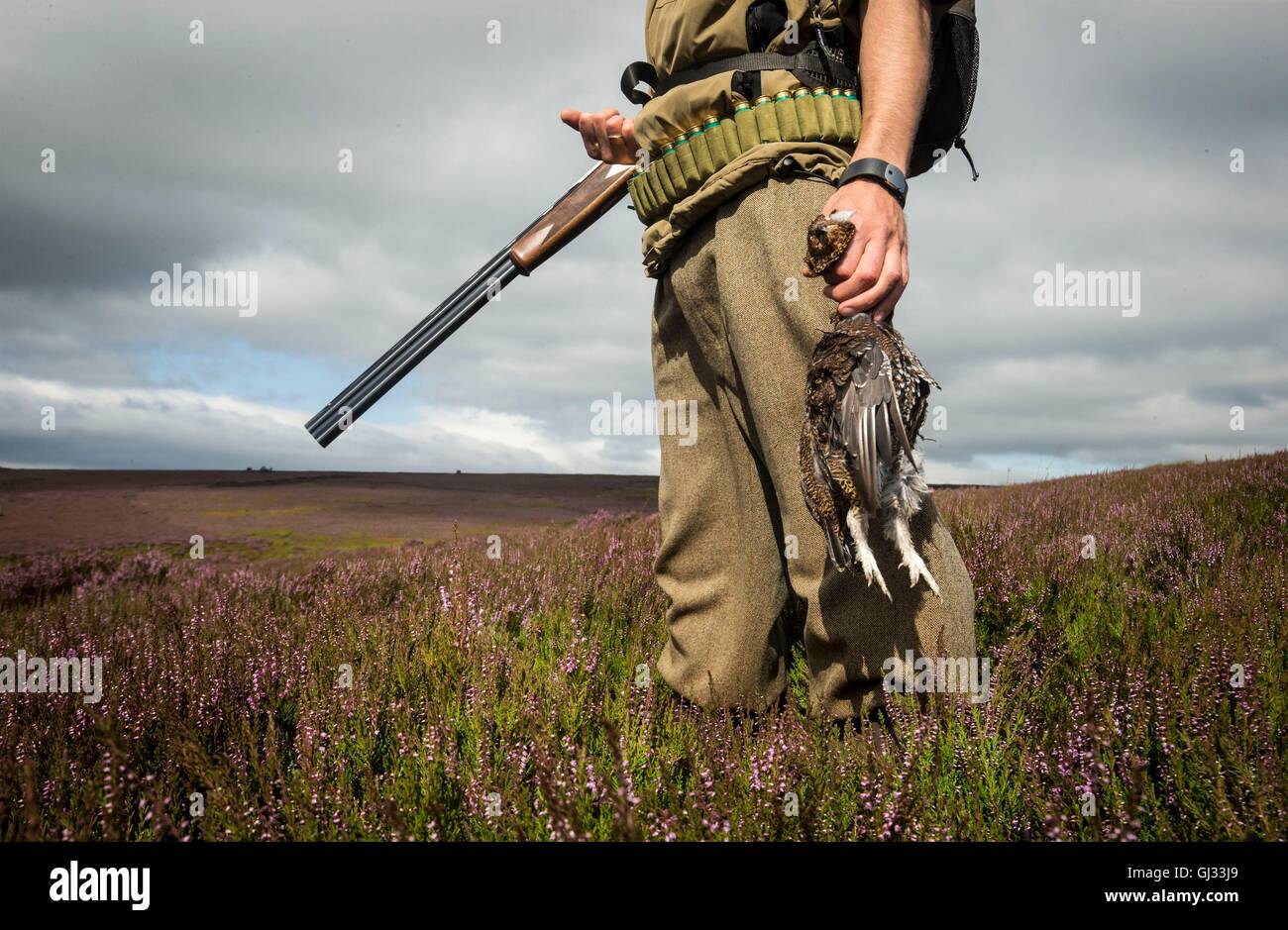 The start of the grouse shooting season gets underway on Spaunton Moor ...