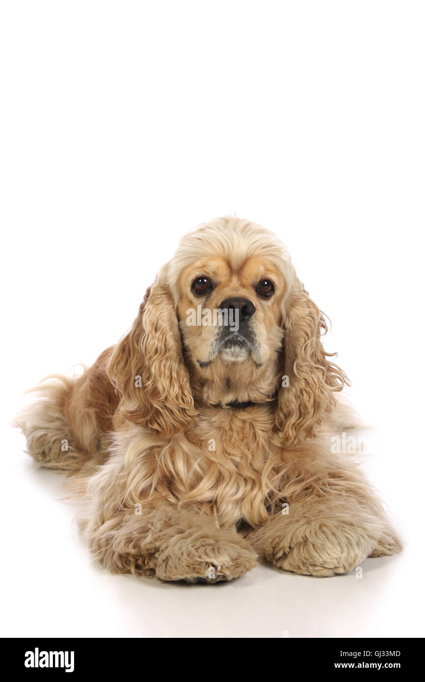 American Cocker Spaniel Stock Photo - Alamy