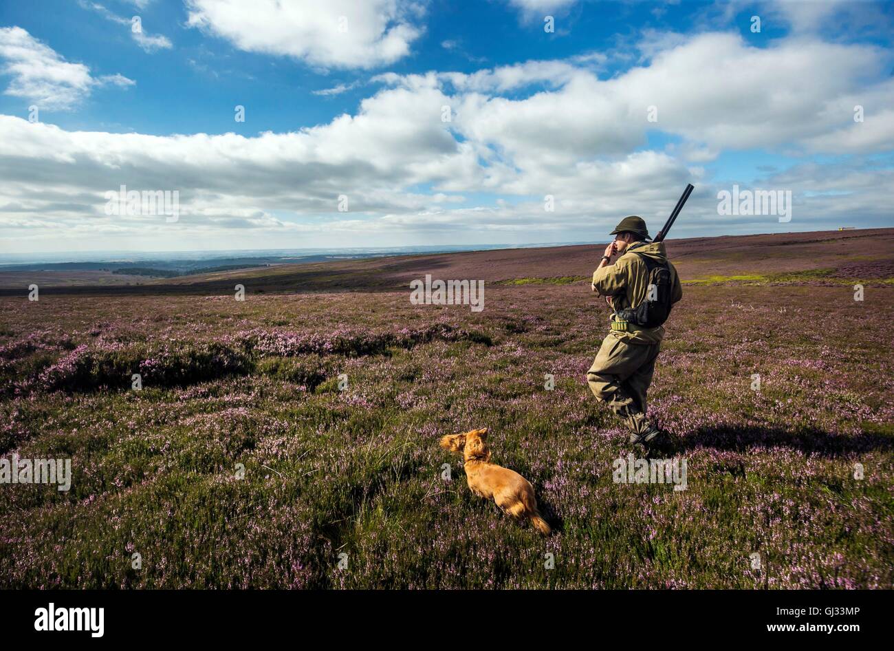 The start of the grouse shooting season gets underway on Spaunton Moor ...