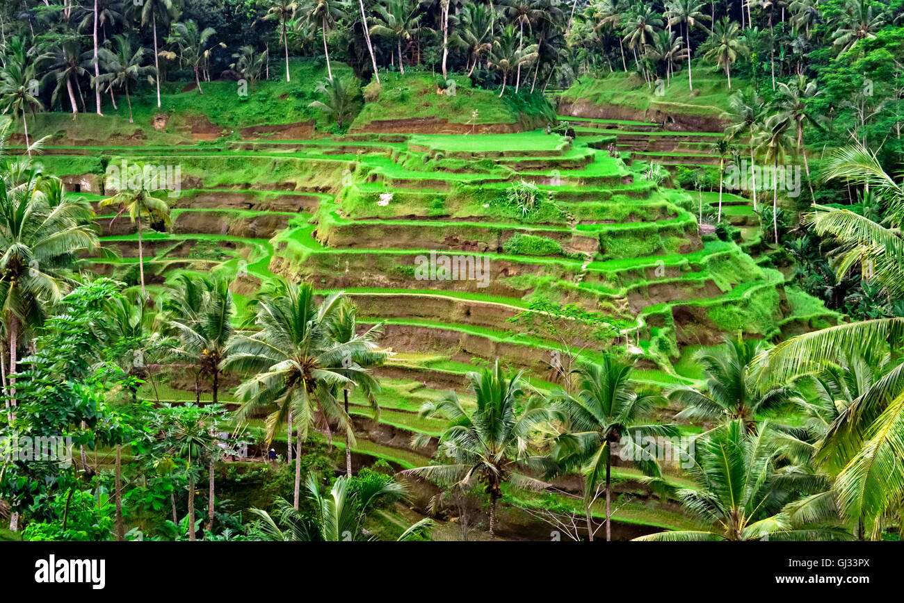 Rice plantation terrace Stock Photo - Alamy