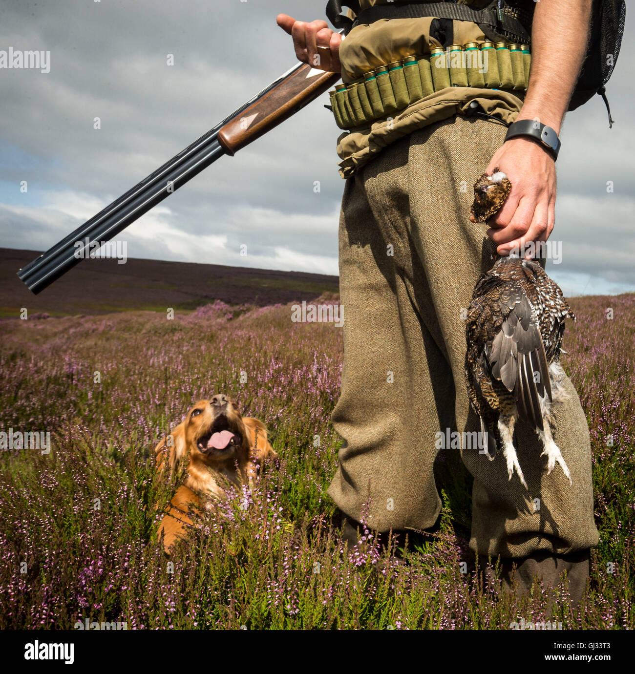The start of the grouse shooting season gets underway on Spaunton Moor ...