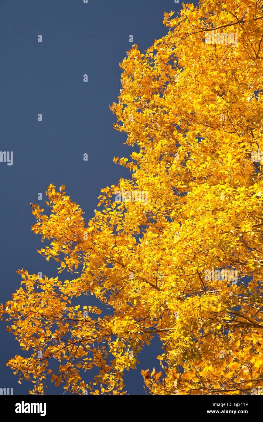 Color burst of autumn foliage Stock Photo - Alamy