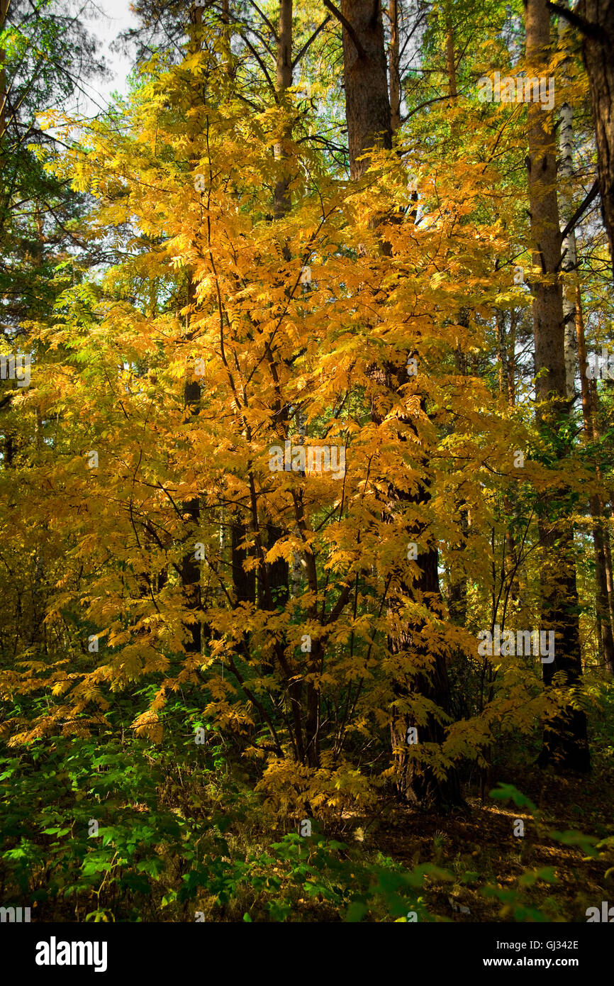 Yellow autumn rowan Stock Photo - Alamy