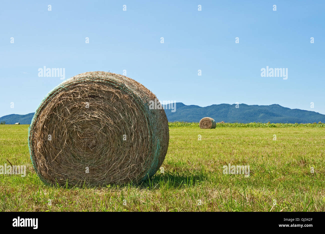 Bale of hay in the summer field Stock Photo - Alamy