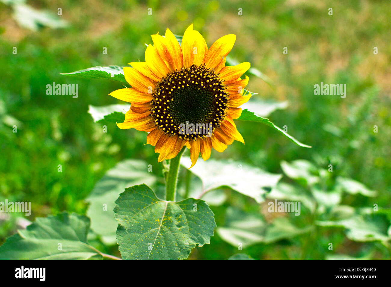 beautiful sunflower at green background Stock Photo - Alamy