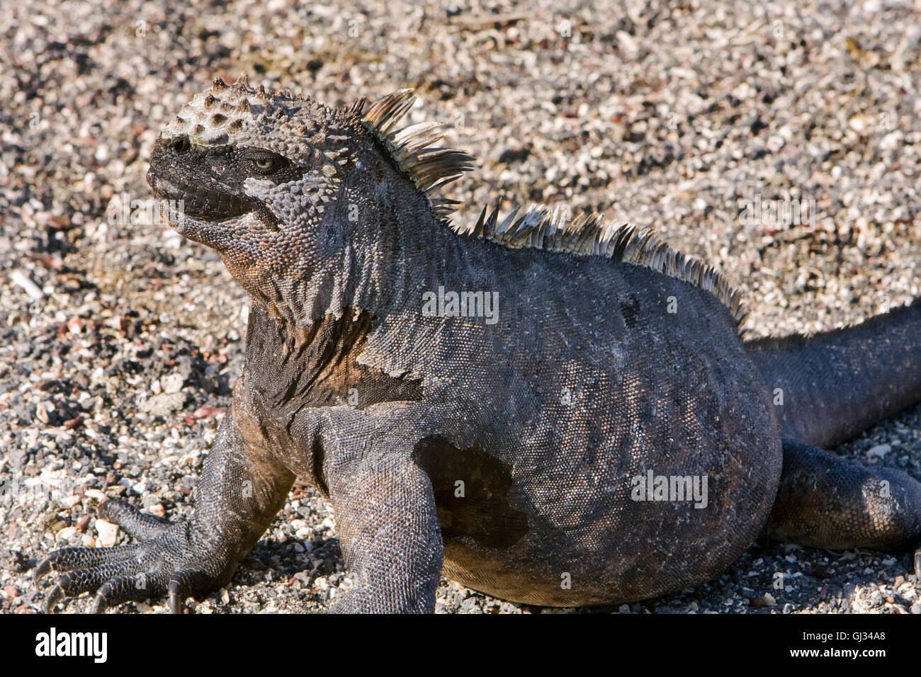 Marine Iguana in the sun on the Galapagos Islands Stock Photo - Alamy