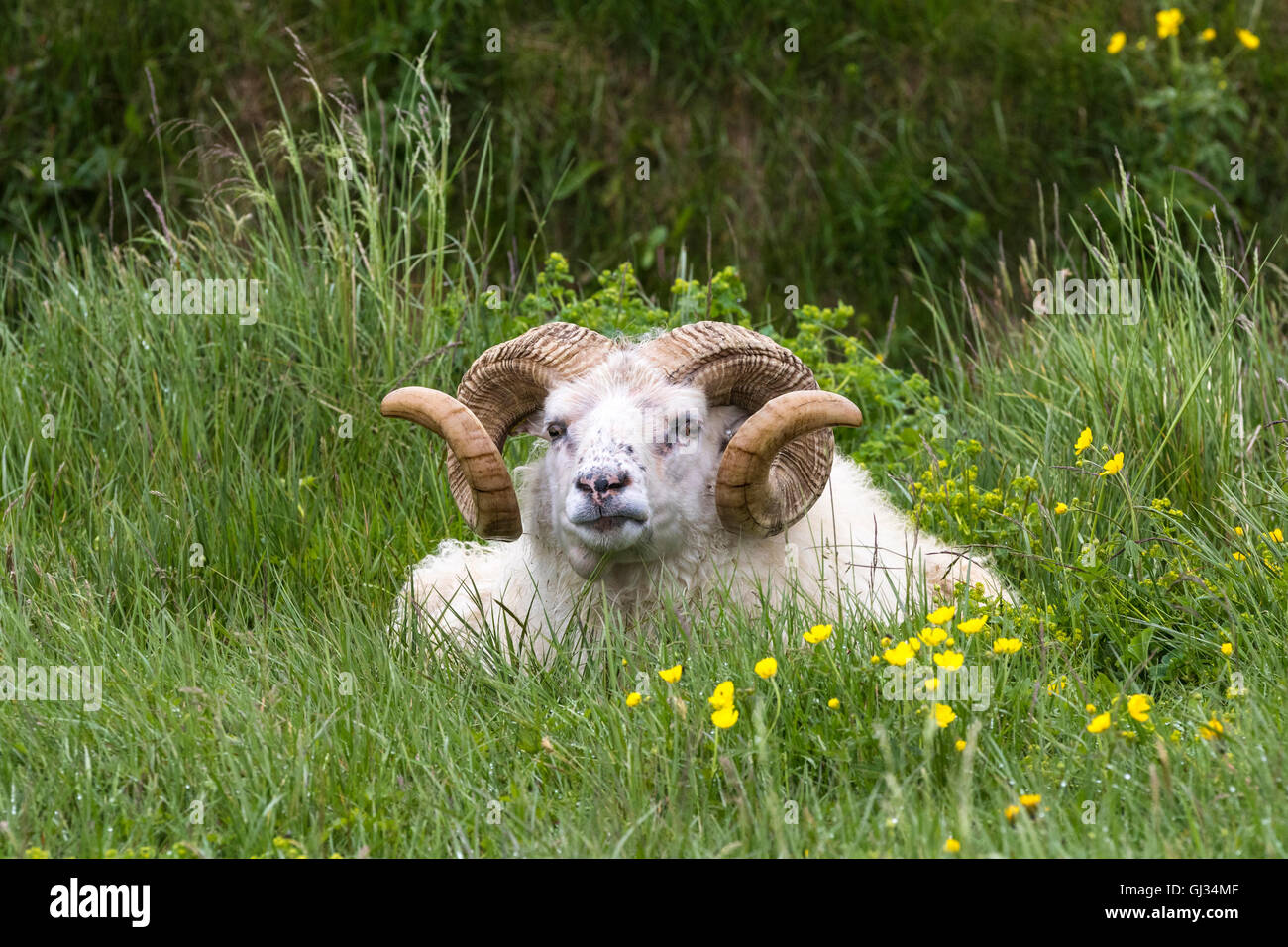 Icelandic sheep Ram with magnificent corkscrew horns laid in the grass ...