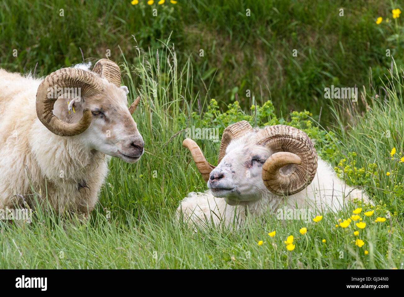 Two rams lying down sheep hi-res stock photography and images - Alamy