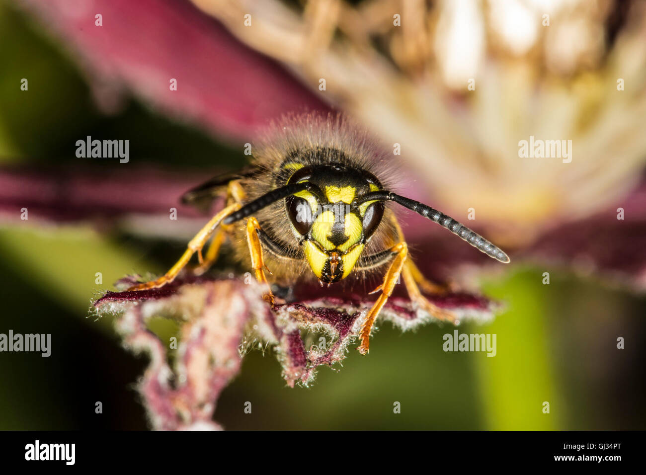 Macro of Common Wasp (Vespula vulgaris) with head facing the camera ...