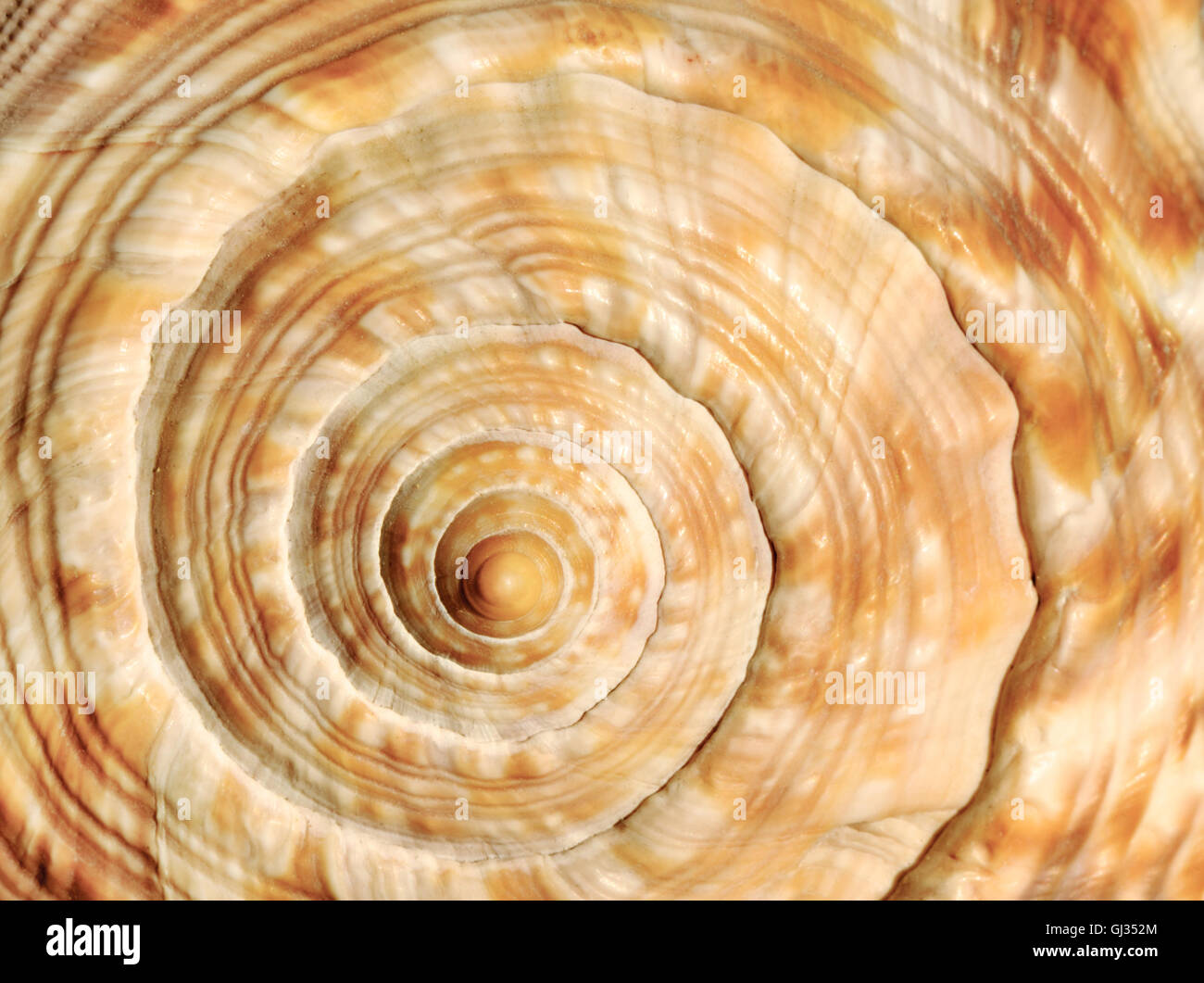 Spiral on sea shell Stock Photo - Alamy