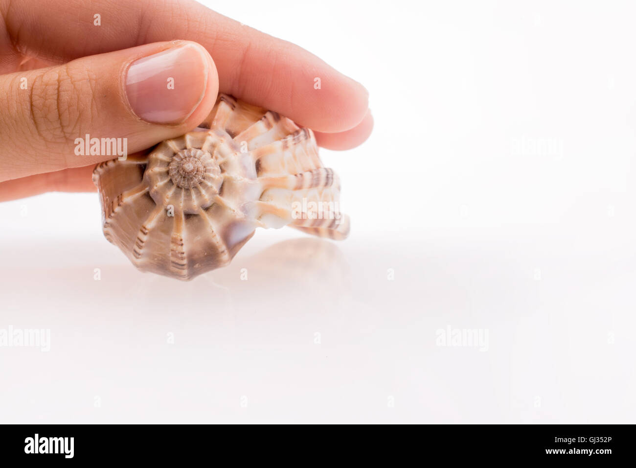 Hand holding Beautiful sea shell on a white background Stock Photo - Alamy