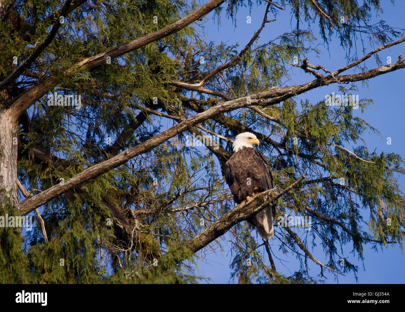 Eagle in tree Stock Photo - Alamy