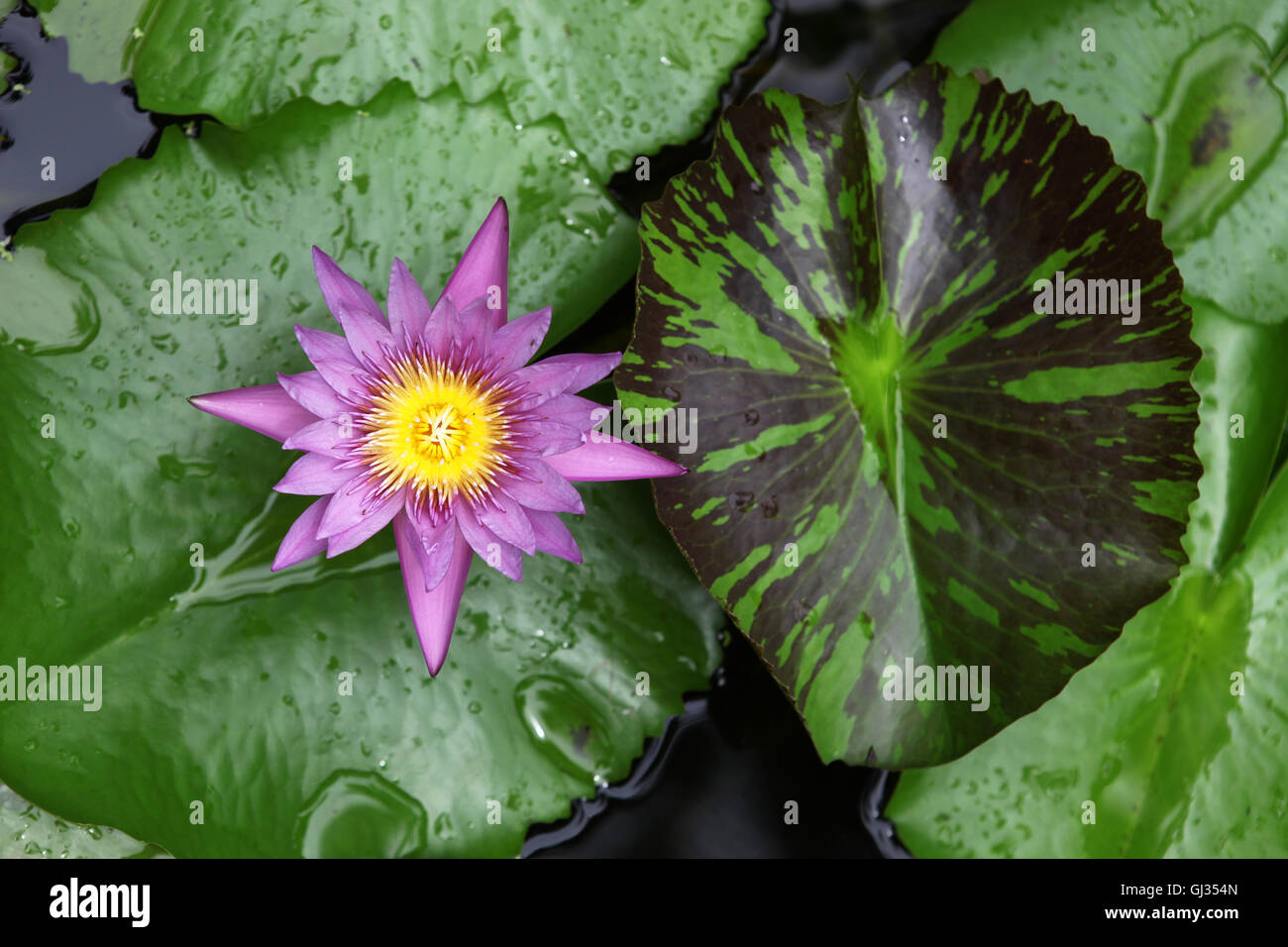 water lily close up Stock Photo - Alamy