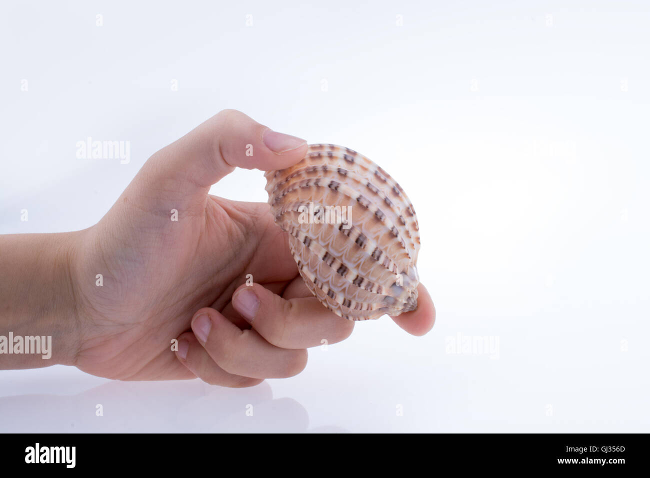 Hand holding Beautiful sea shell on a white background Stock Photo - Alamy