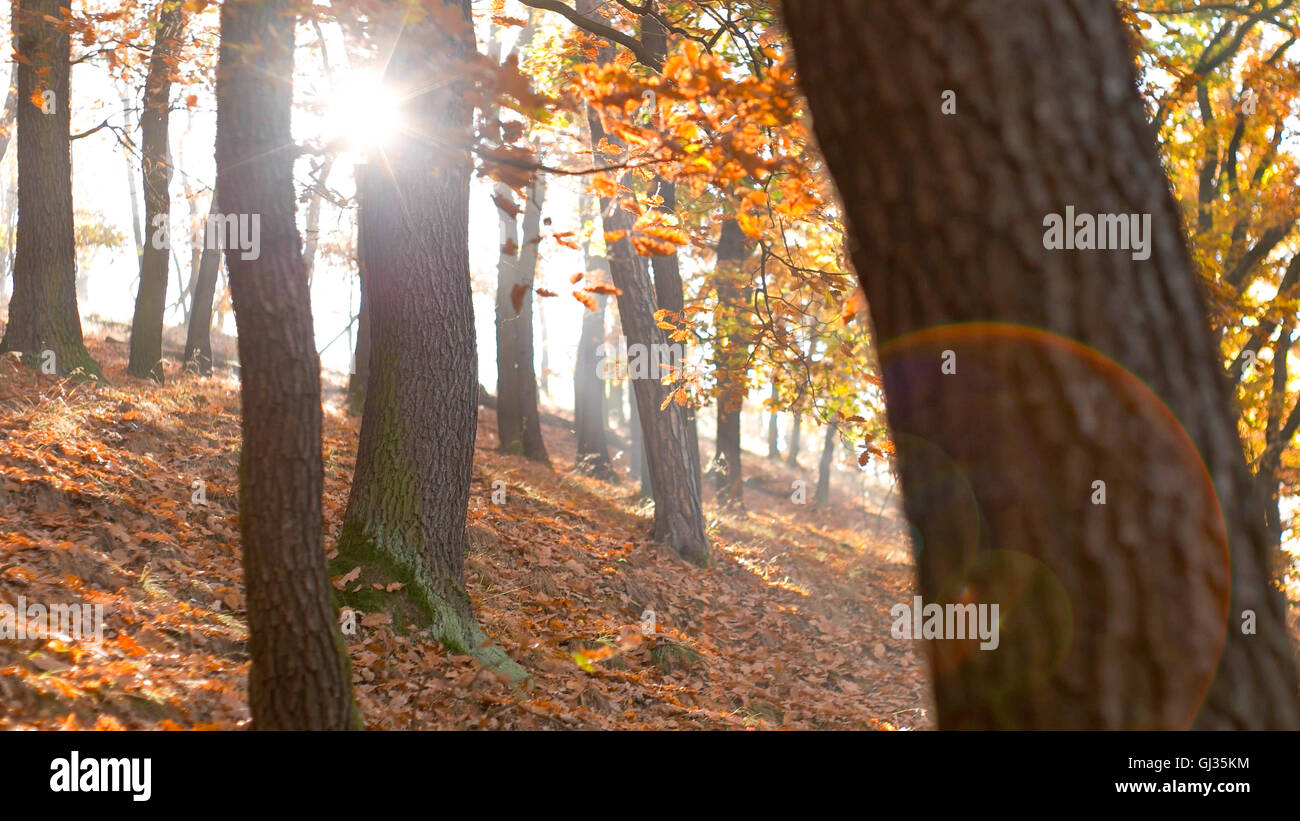 Beautiful static forest landscape trees hi-res stock photography and ...