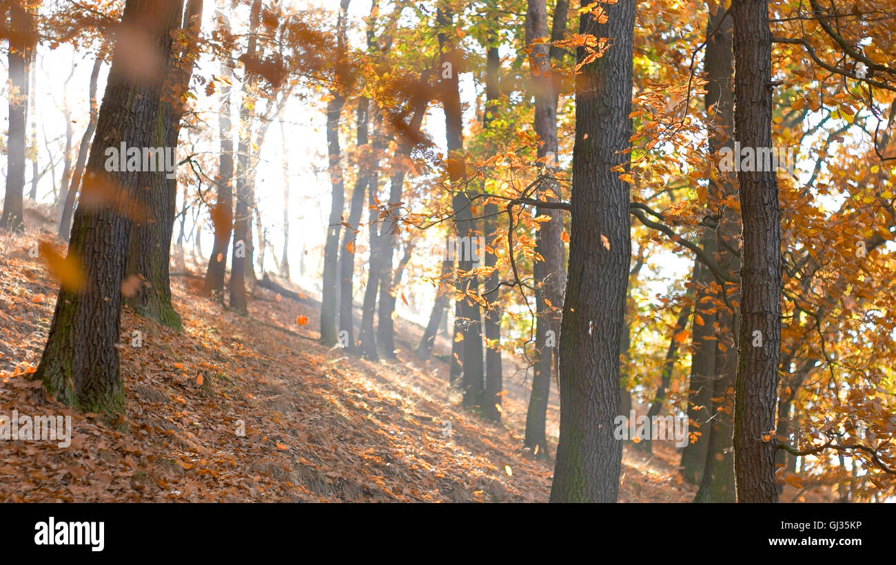 Leafs falling hi-res stock photography and images - Alamy