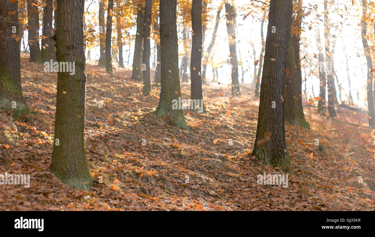 Static look at calm tranquil forest scene with so many leafs falling ...