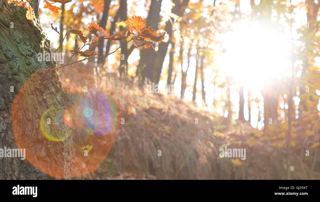Beautiful static forest landscape trees hi-res stock photography and ...