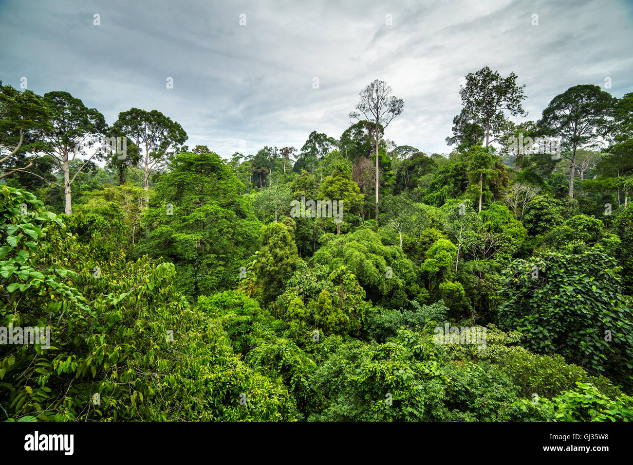 Lush green tropical rainforest Stock Photo - Alamy