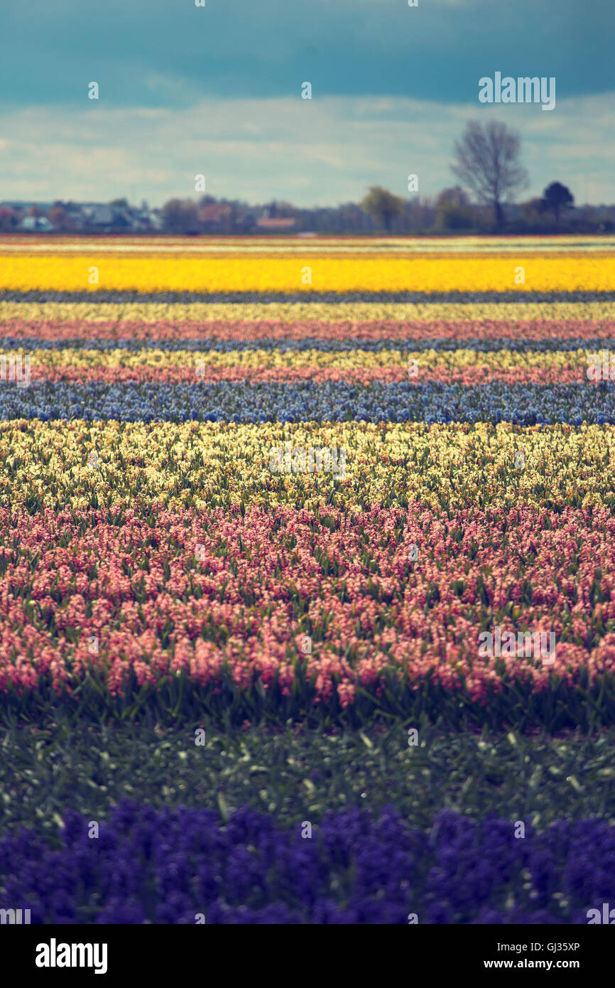 Hyacinth. flower fields in Netherlands. Europe Stock Photo - Alamy