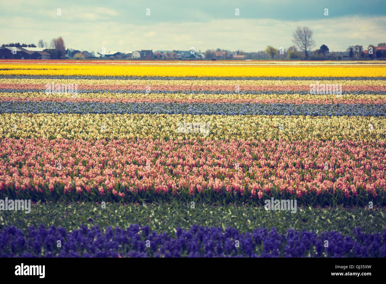Pink purple hyacinth fields bloom hi-res stock photography and images ...
