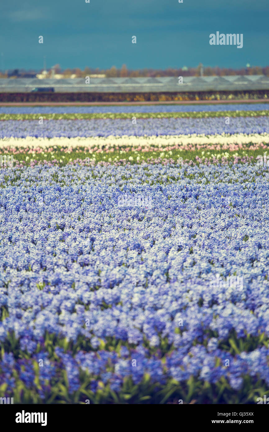 Hyacinth. flower fields in Netherlands. Europe Stock Photo - Alamy