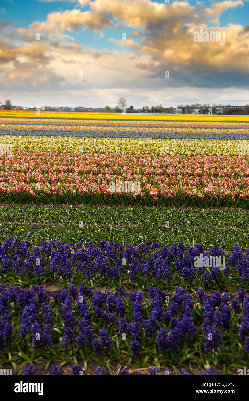 Hyacinth. flower fields in Netherlands. Europe Stock Photo - Alamy