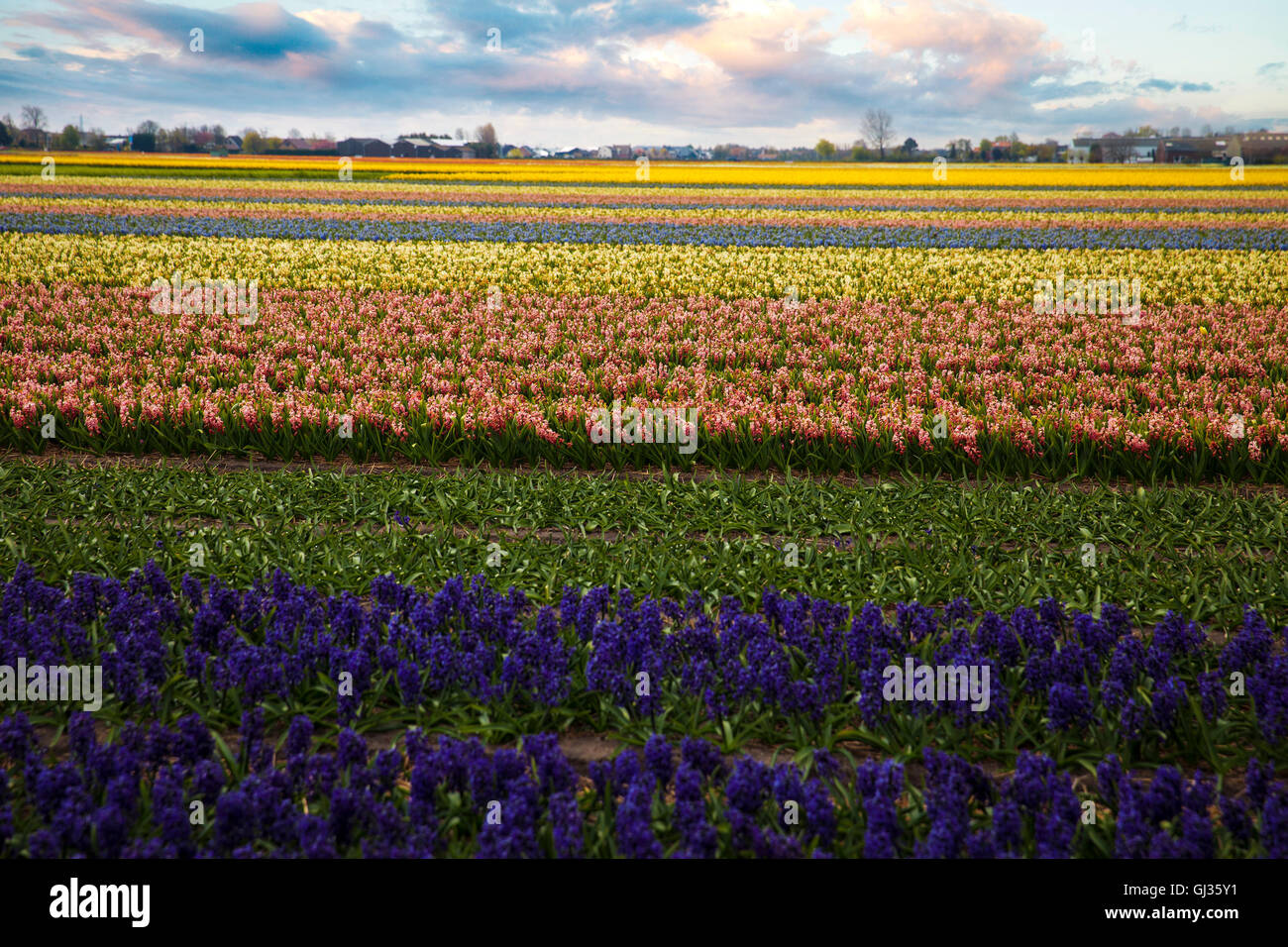 Hyacinth. flower fields in Netherlands. Europe Stock Photo - Alamy