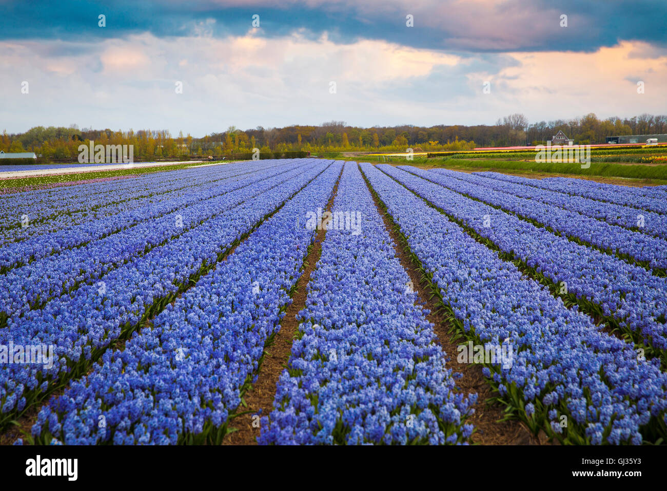 Hyacinth. flower fields in Netherlands. Europe Stock Photo - Alamy