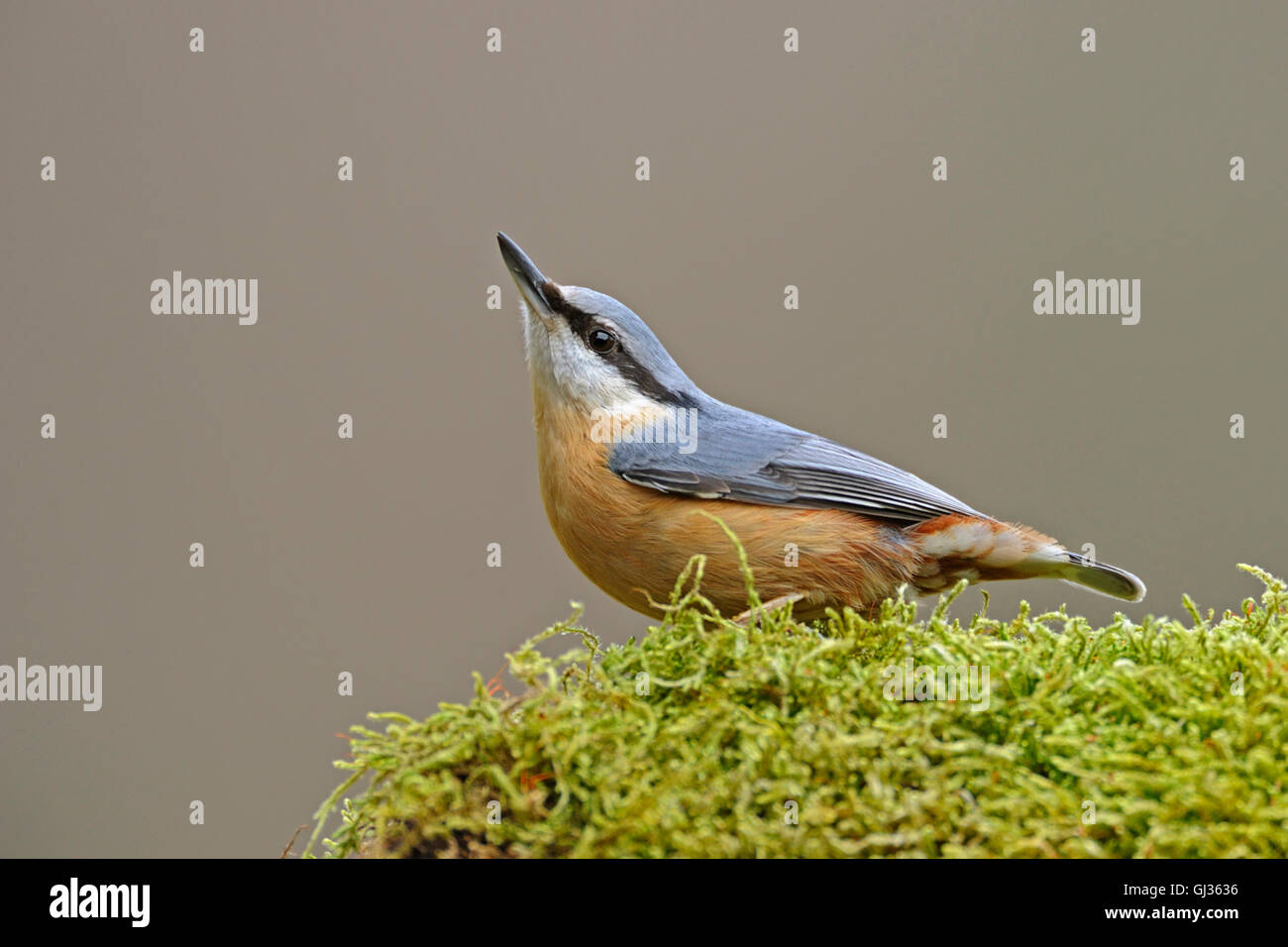 Eurasian Nuthatch ( Sitta europaea ) in typical position in front of a ...