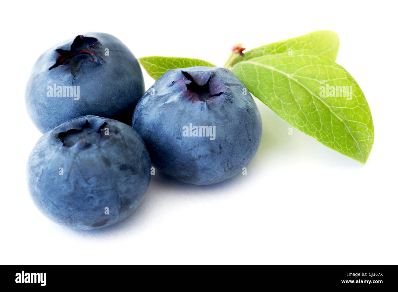 Close up macro blue Cut Out Stock Images & Pictures - Alamy