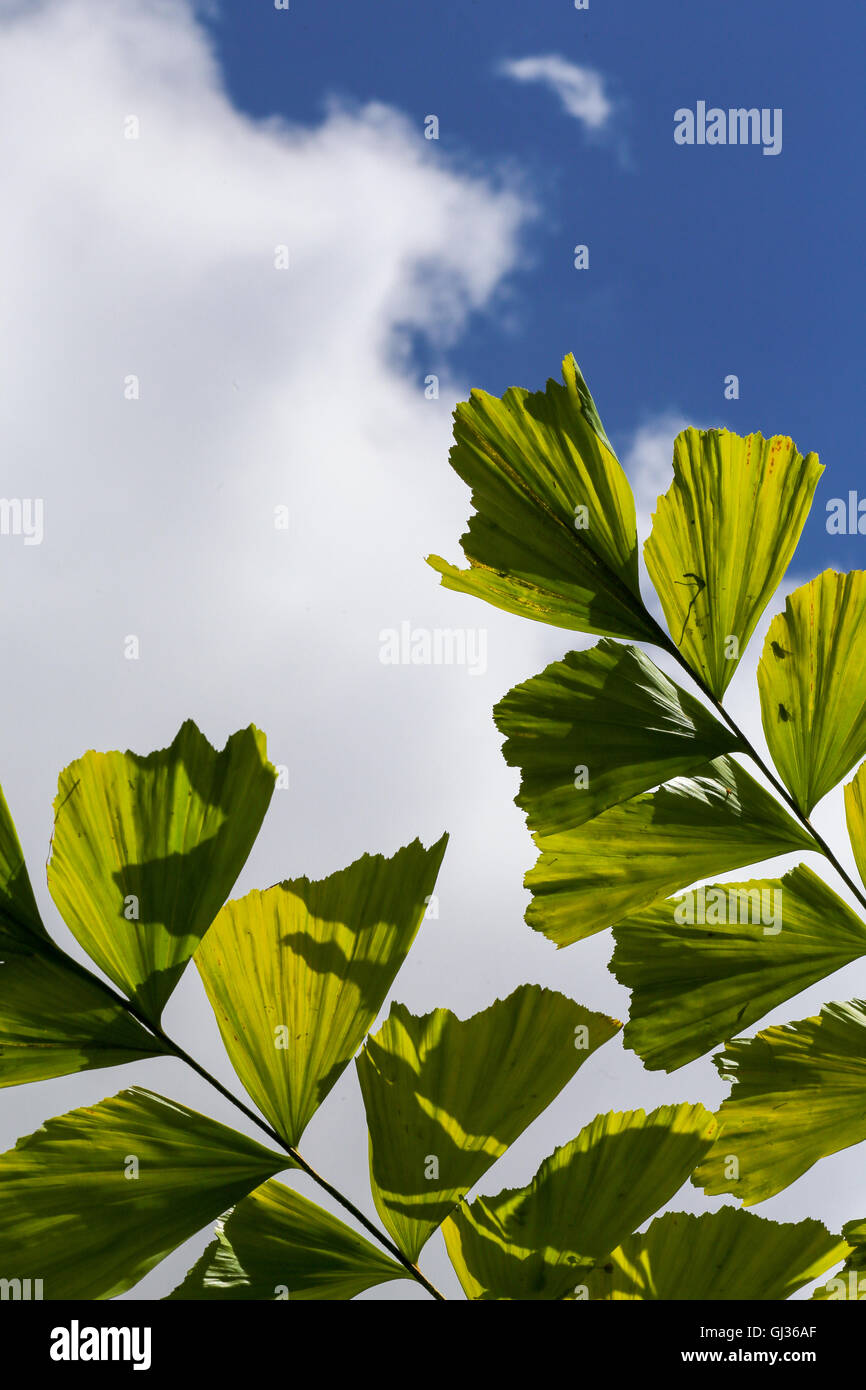 Caryota mitis fishtail palm leaves in full sun and blue sky background ...