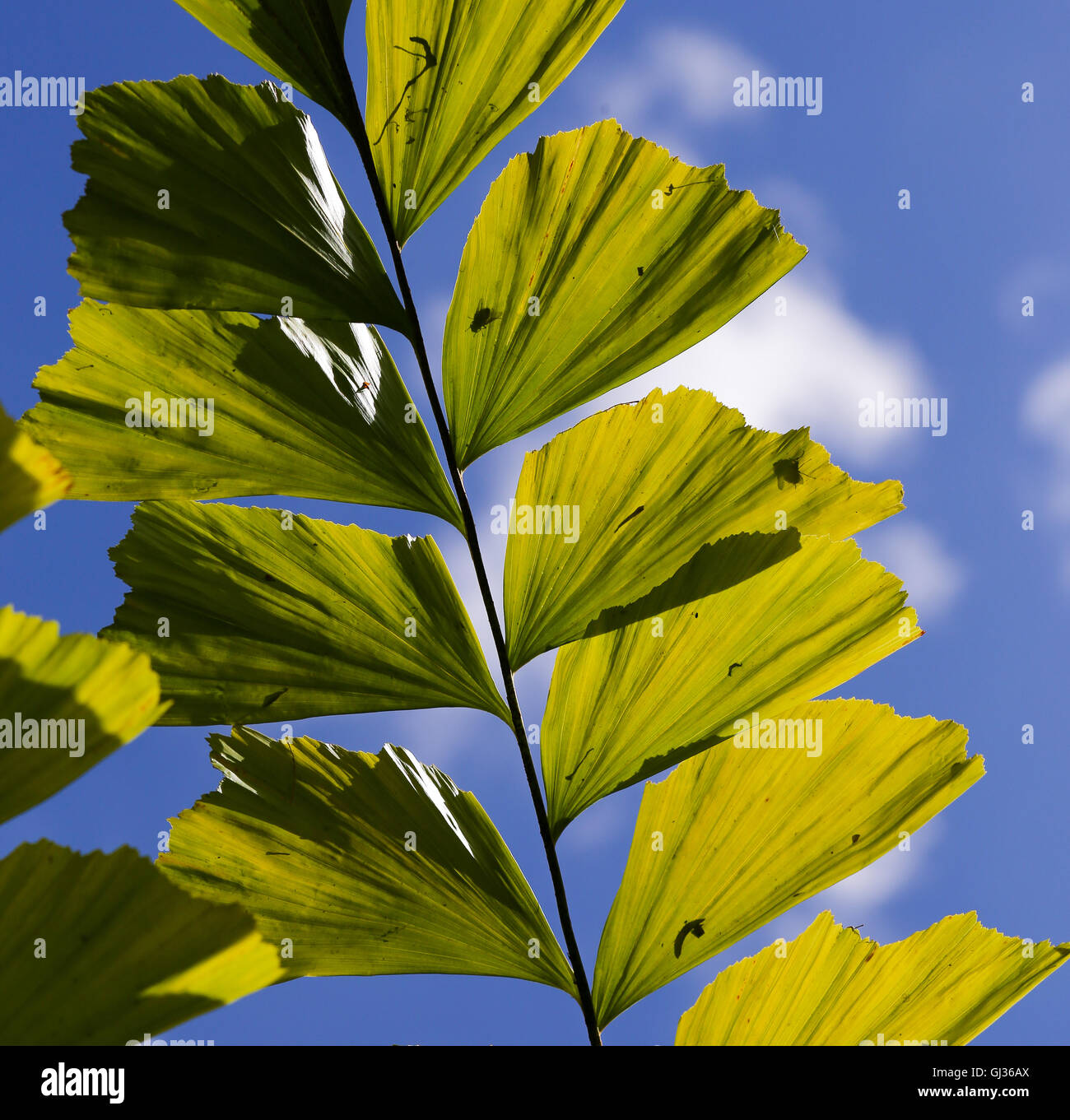 Caryota leaves hi-res stock photography and images - Alamy