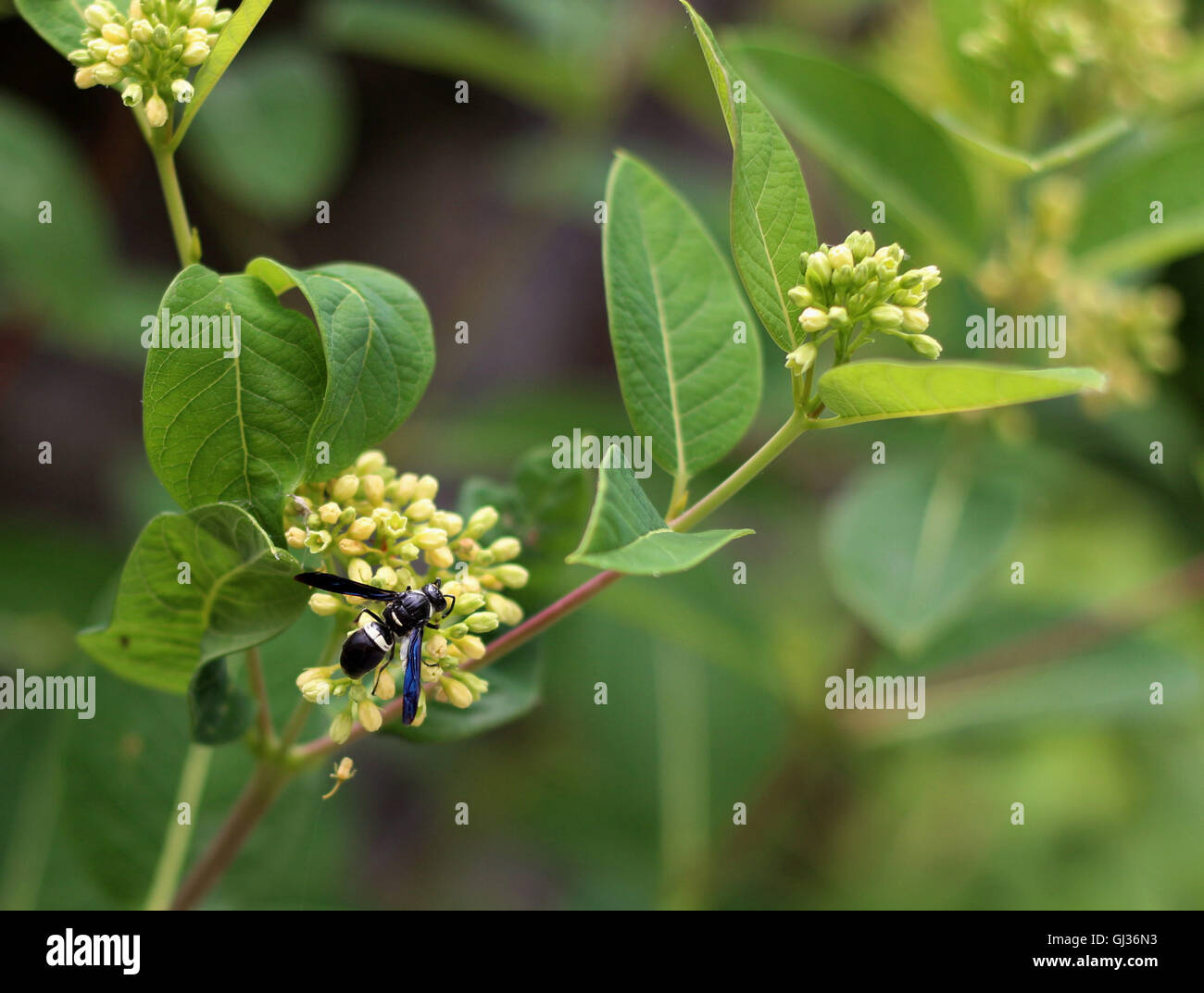 Wild Life, insect Stock Photo - Alamy