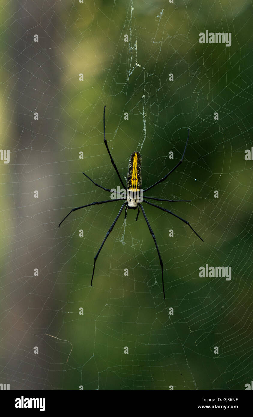 Spiders of india hi-res stock photography and images - Alamy