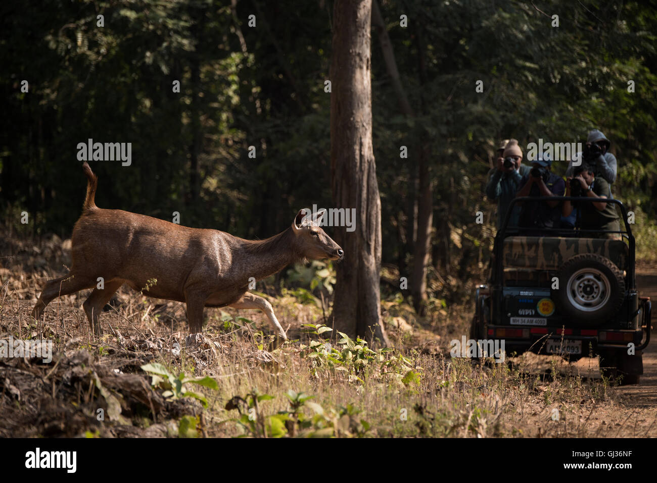 A sambar deer (doe) about to cross the safari dirt track in the Tadoba ...