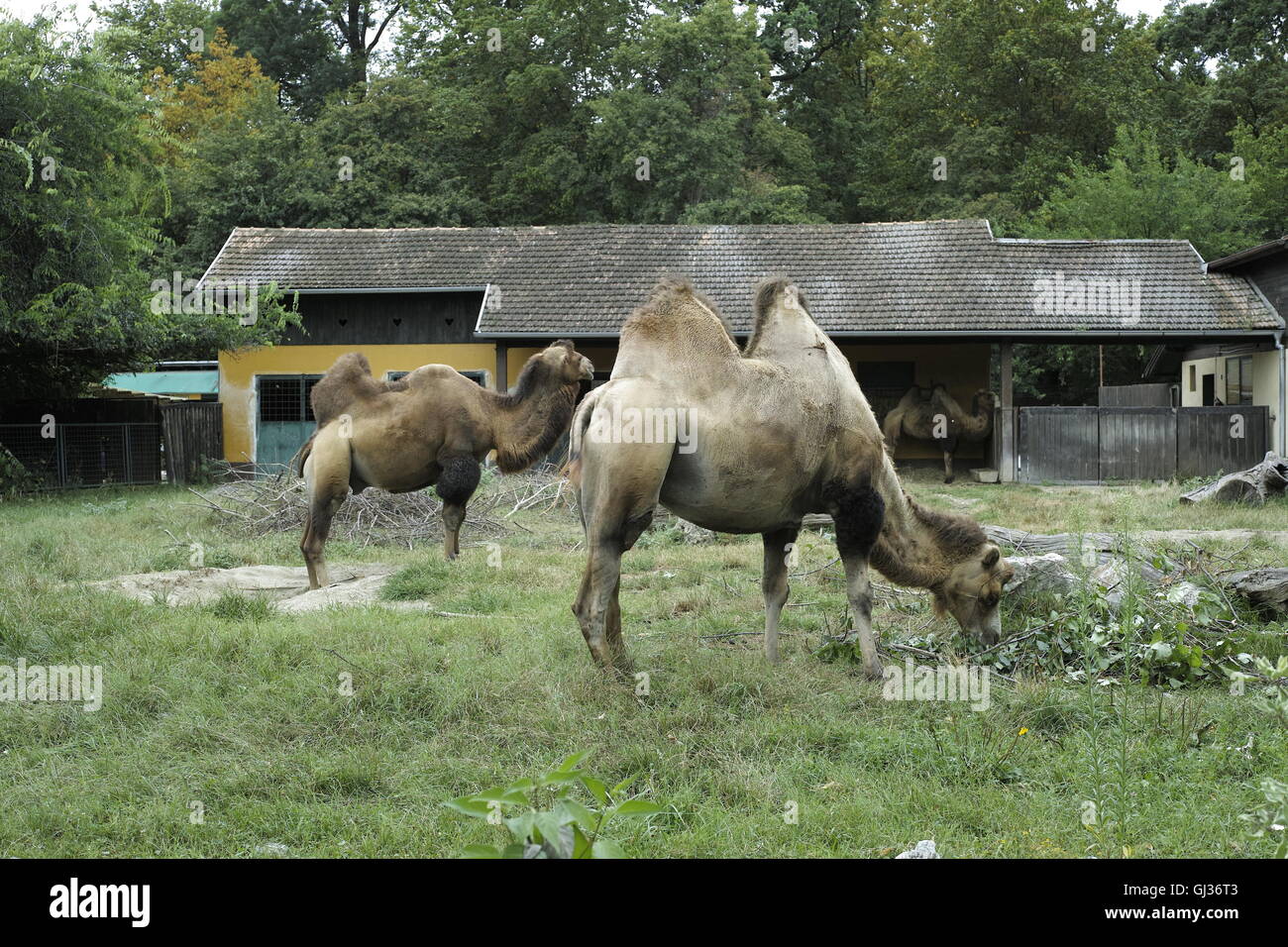 Zagreb Zoo High Resolution Stock Photography and Images - Alamy