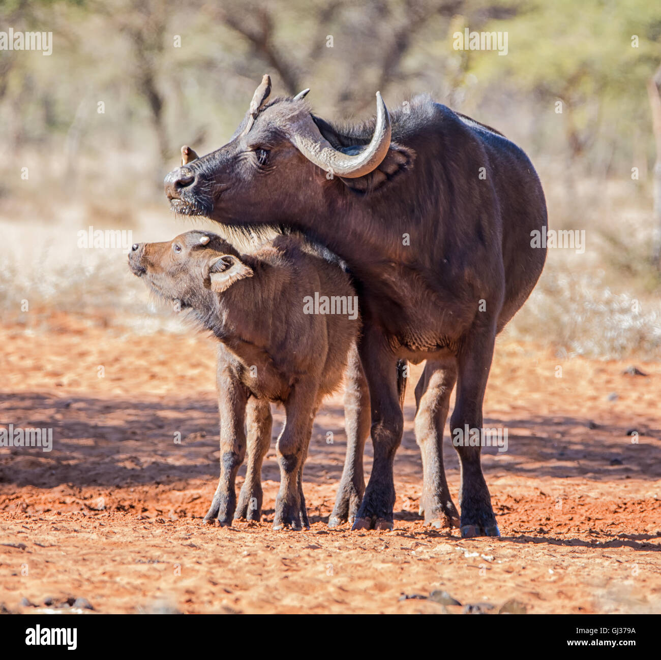 An African Buffalo mother and calf standing in savanna while the mother ...