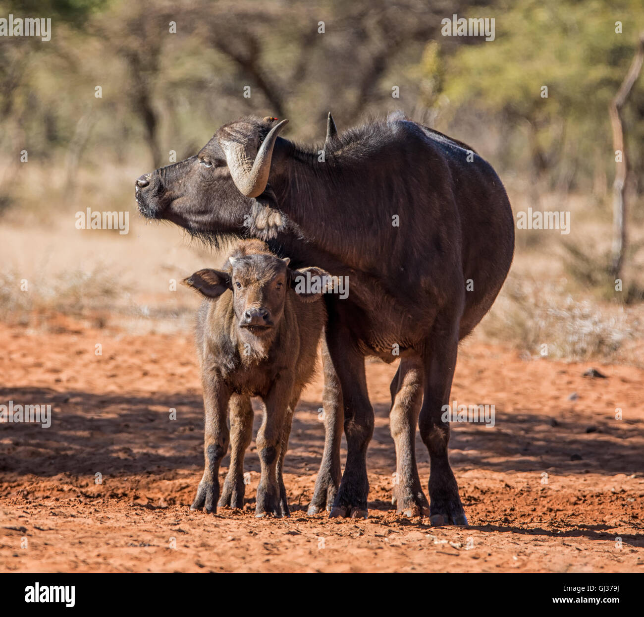An African Buffalo mother and calf standing in savanna while the mother ...