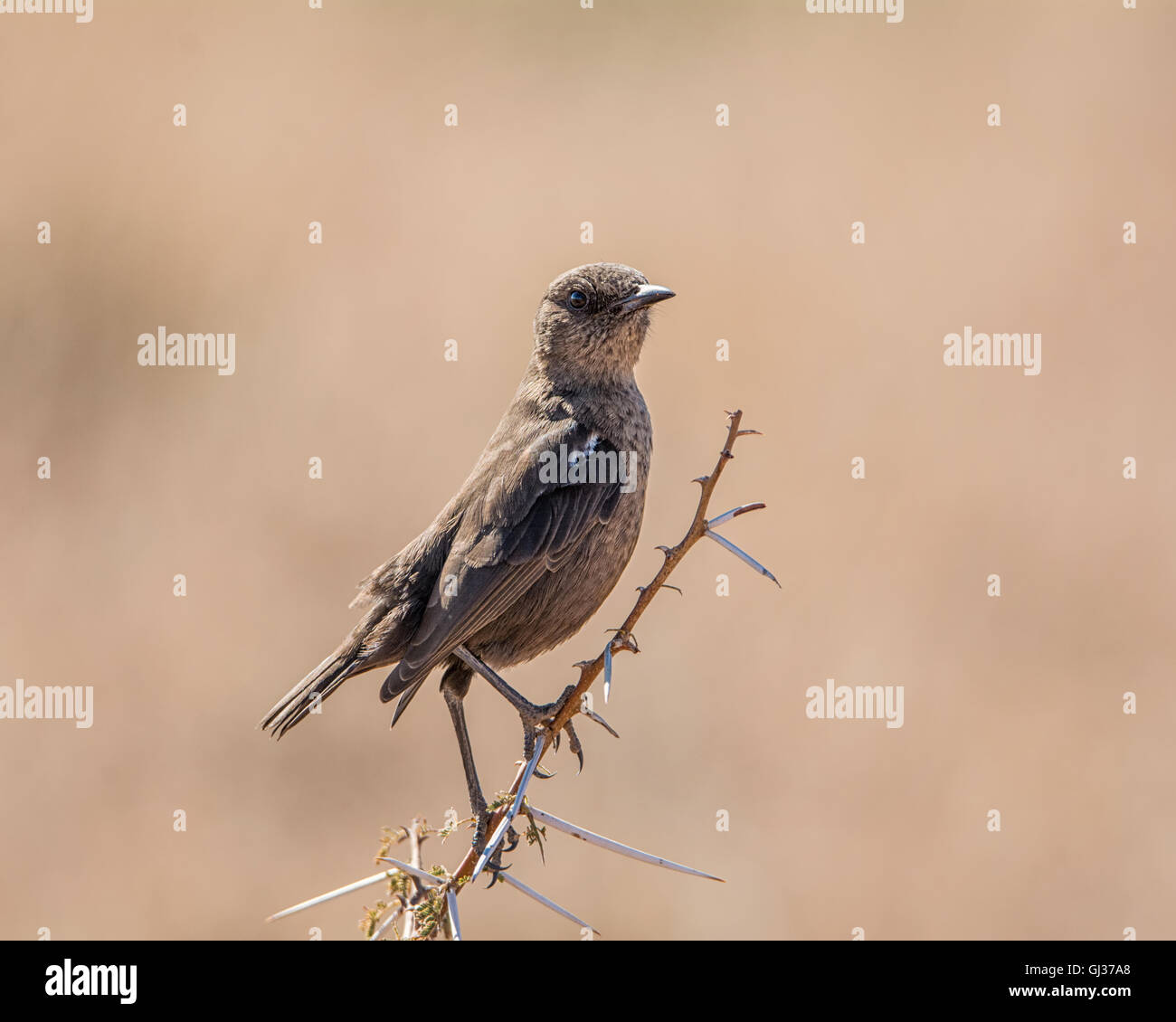 An Ant-eating Chat perched on a branch in Southern African savanna ...