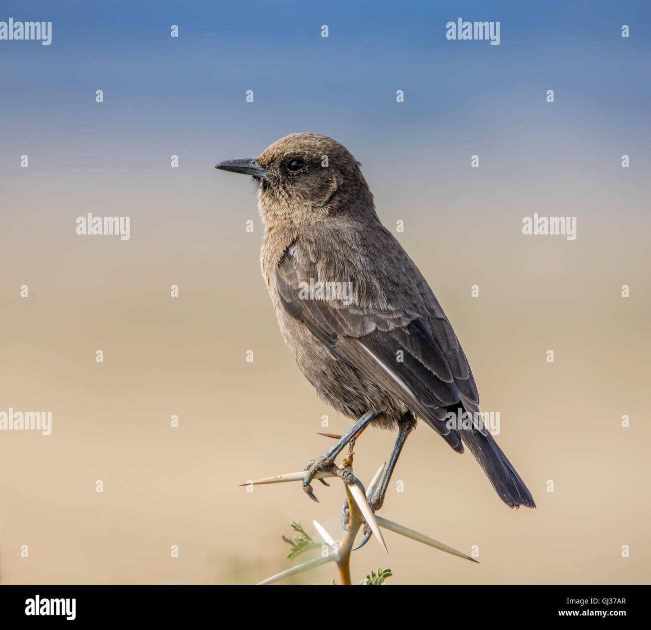 Ant eating chat hi-res stock photography and images - Alamy