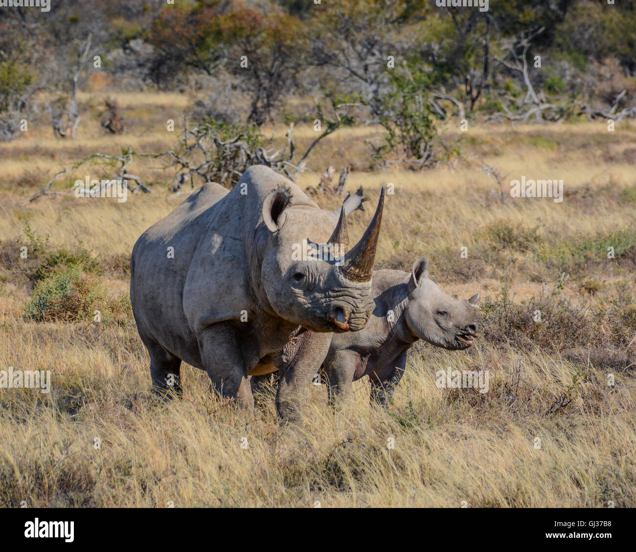 A Black Rhinoceros mother and six month old calf in the Eastern Cape ...